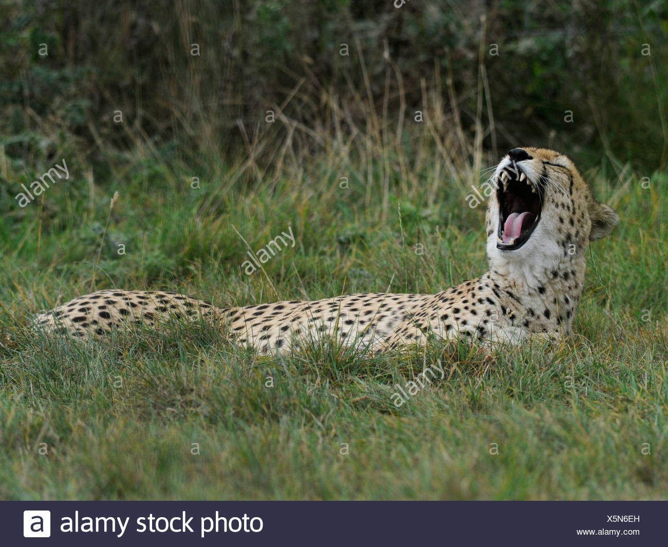 Cheetah Yawning High Resolution Stock Photography and Images - Alamy