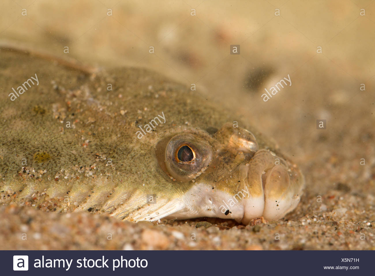 Flounder High Resolution Stock Photography and Images - Alamy