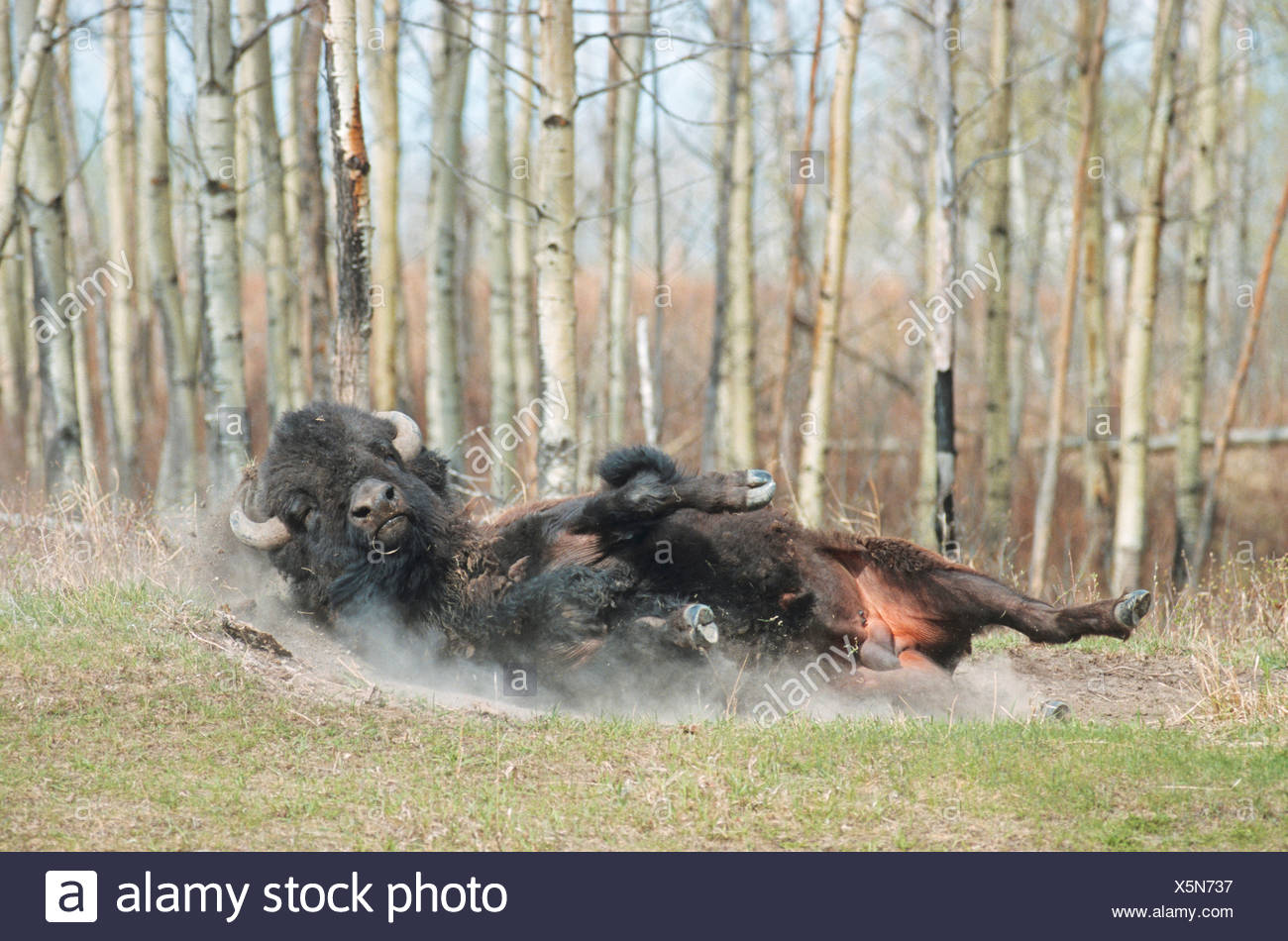 Wallowing Bison High Resolution Stock Photography and Images - Alamy