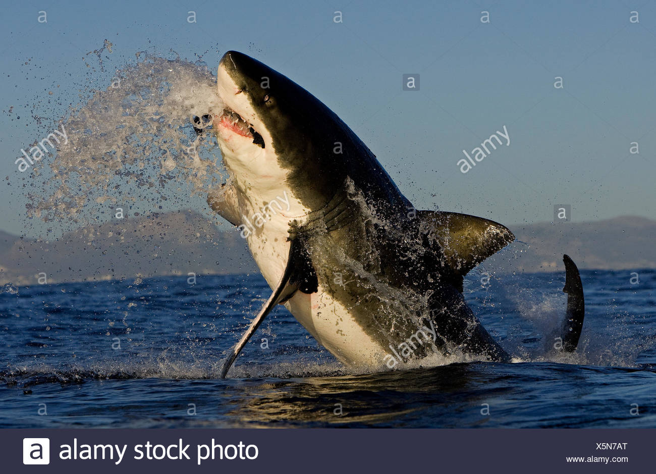 Attacking Fish High Resolution Stock Photography and Images - Alamy