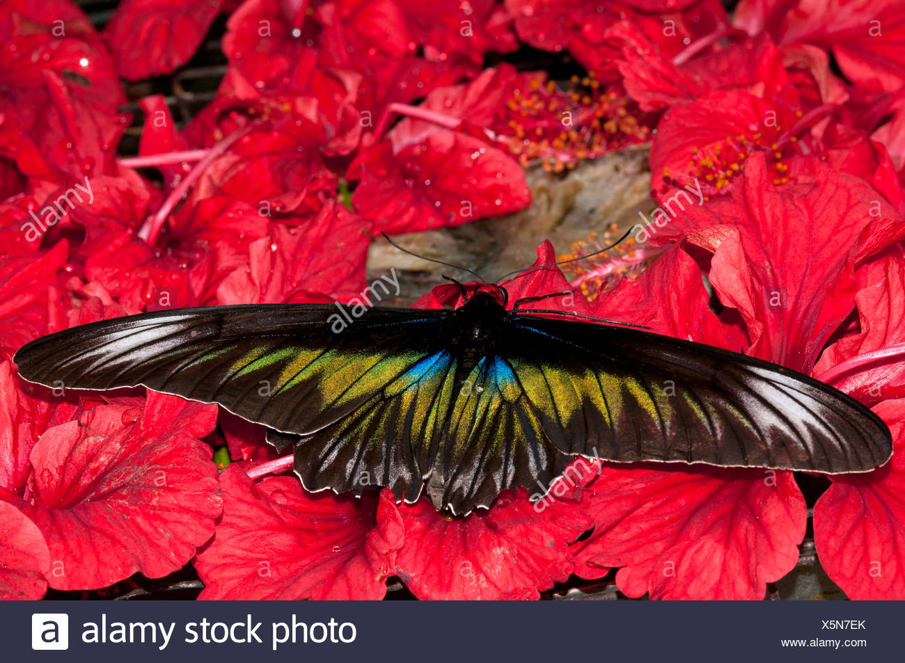 Rajah Brookes Birdwing Butterfly Female High Resolution Stock ...