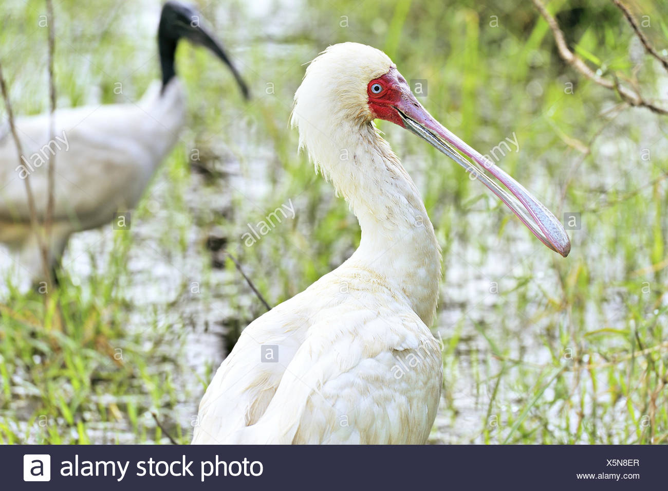 Shoebill Face High Resolution Stock Photography and Images - Alamy