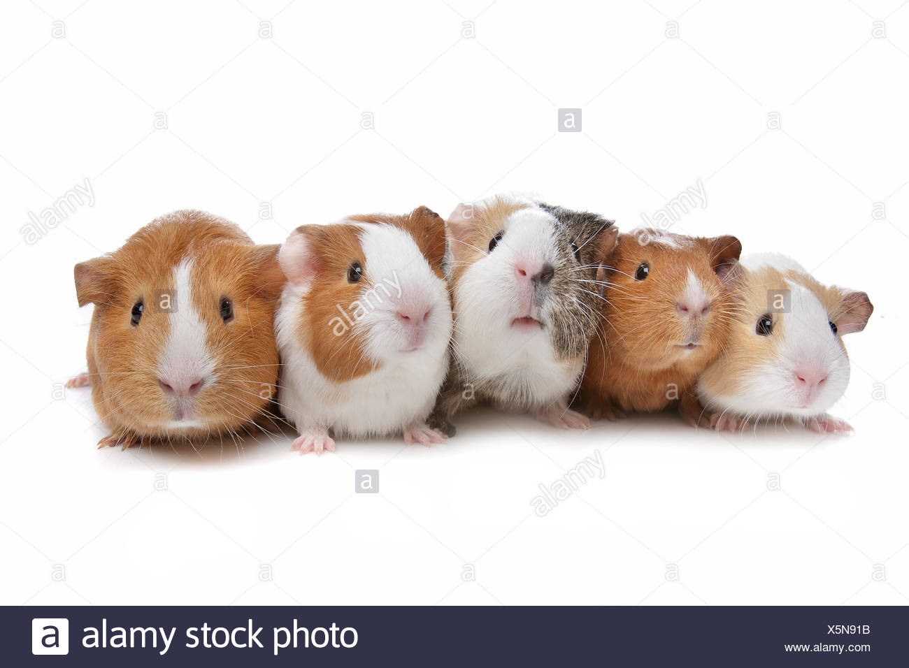 Guinea Pigs Group Stock Photos & Guinea Pigs Group Stock Images - Alamy