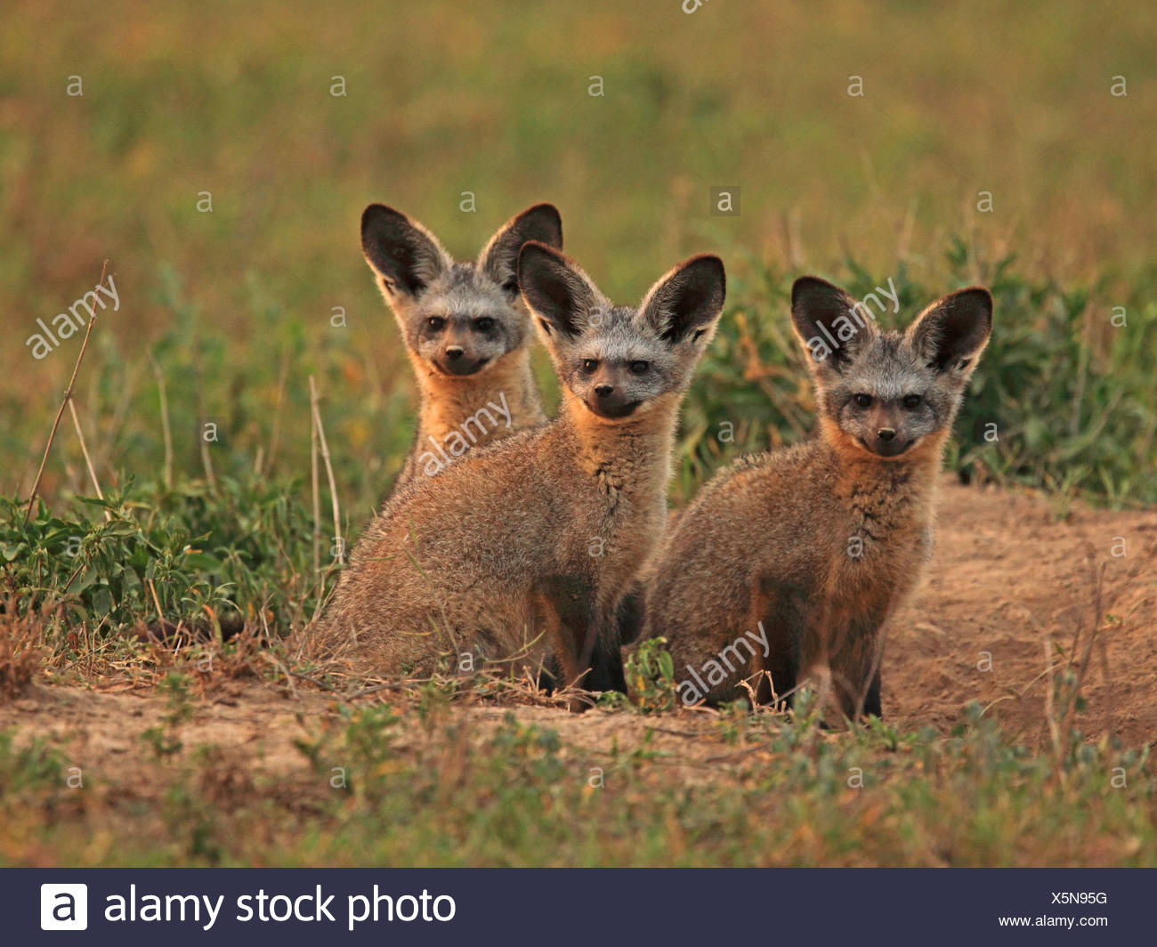 Bat Eared Fox In Savanna High Resolution Stock Photography and Images ...