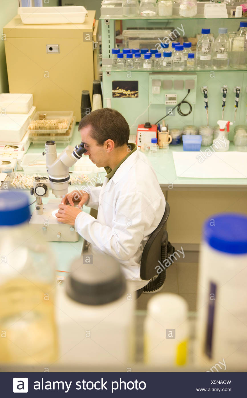 Soil Nematode Microscope High Resolution Stock Photography and Images ...