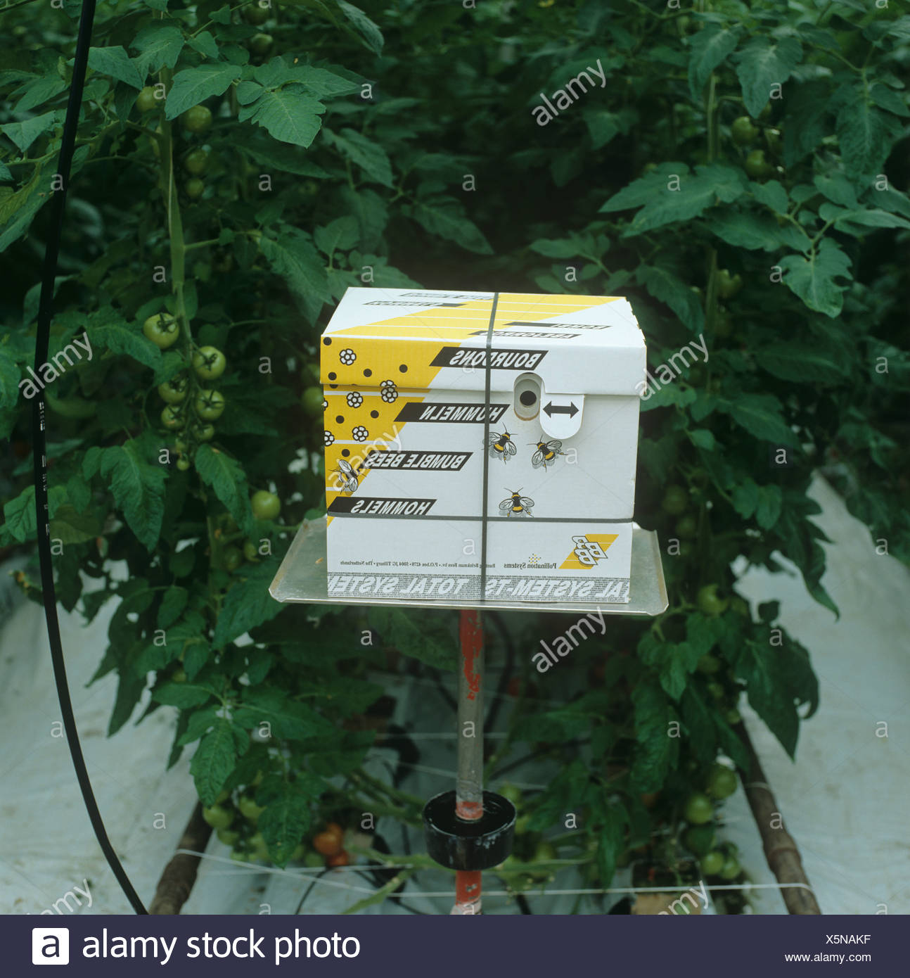 Commercial Pollination High Resolution Stock Photography and Images - Alamy