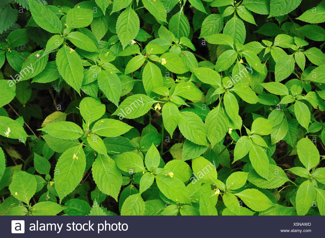 Yellow Balsam Impatiens High Resolution Stock Photography and Images ...