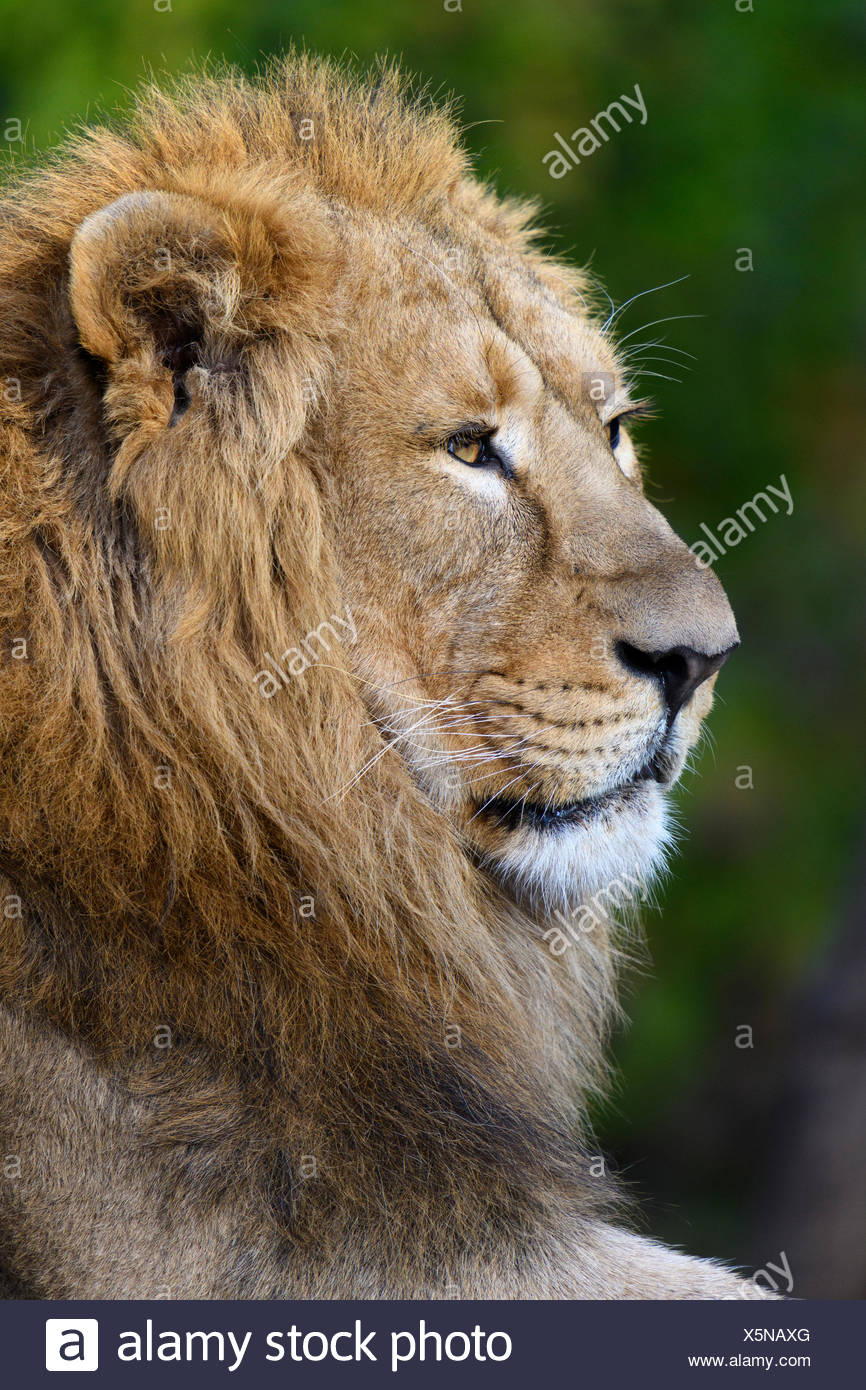 Captive Lion High Resolution Stock Photography and Images - Alamy