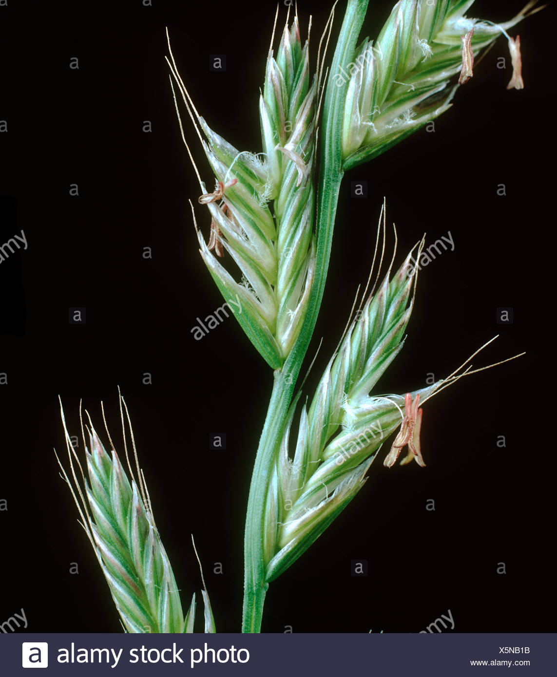 Perennial Ryegrass High Resolution Stock Photography and Images - Alamy