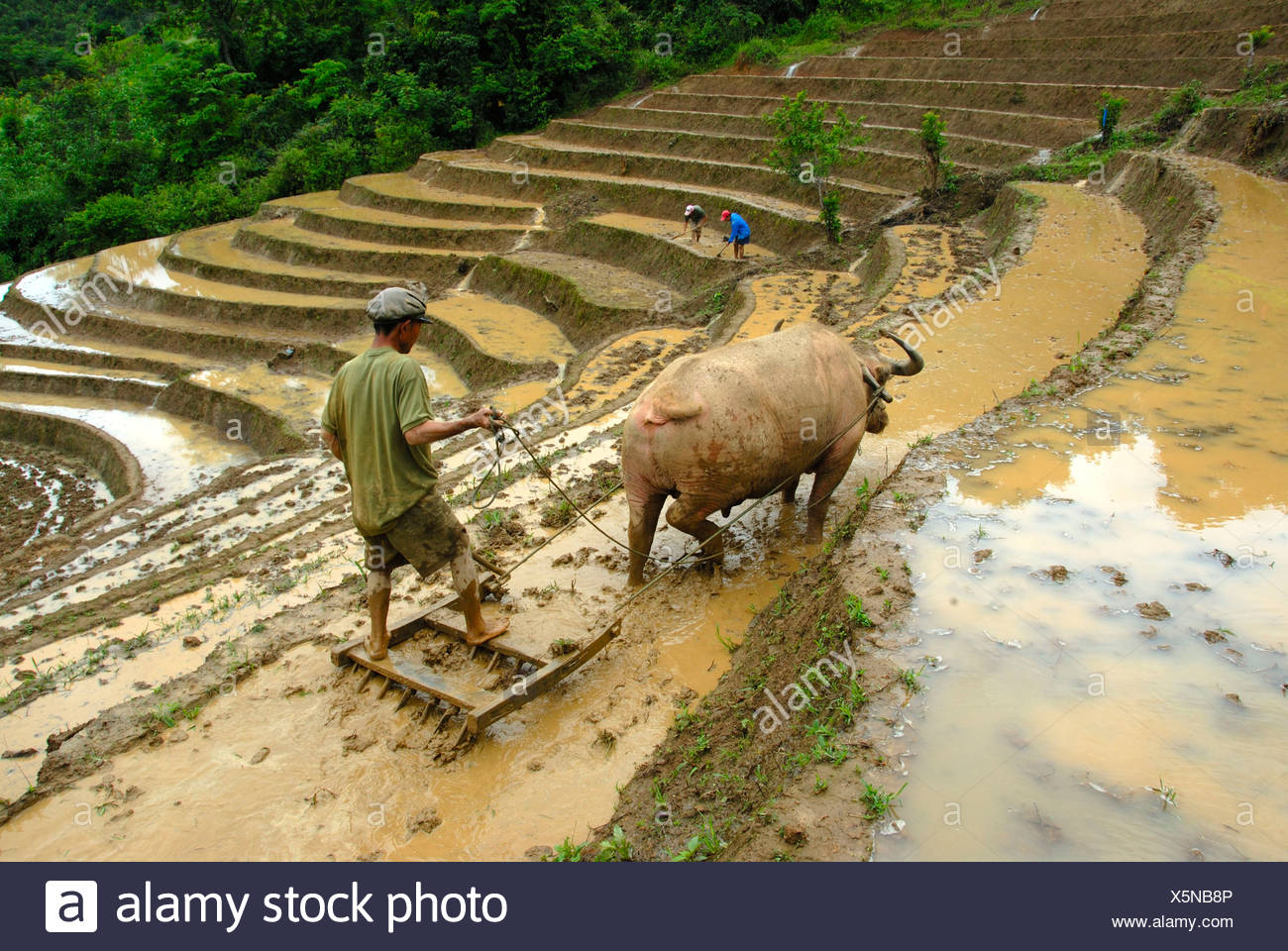 Lao Rice Paddy High Resolution Stock Photography and Images - Alamy