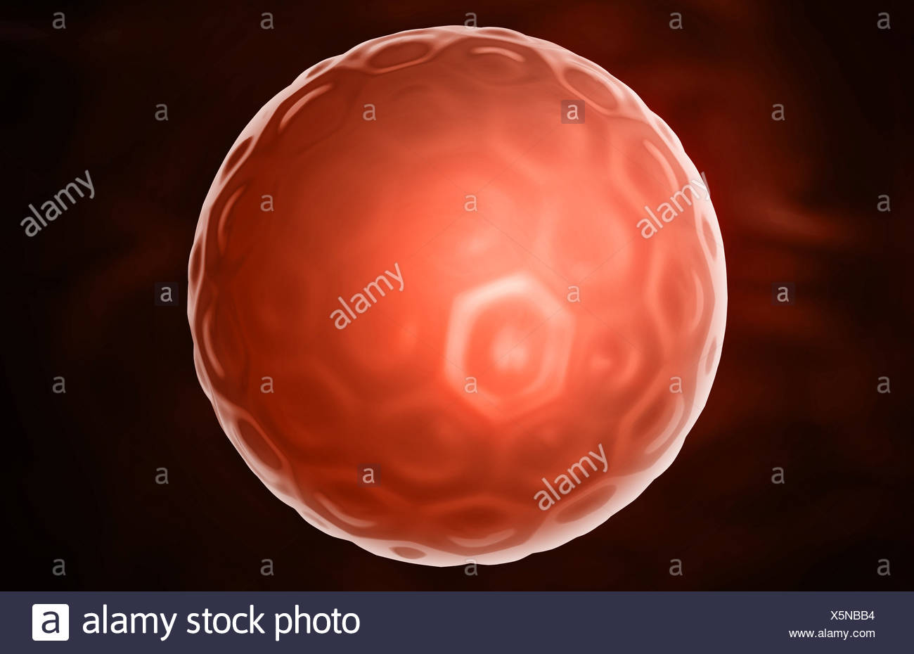 Blastocyst Development Stock Photos & Blastocyst Development Stock ...