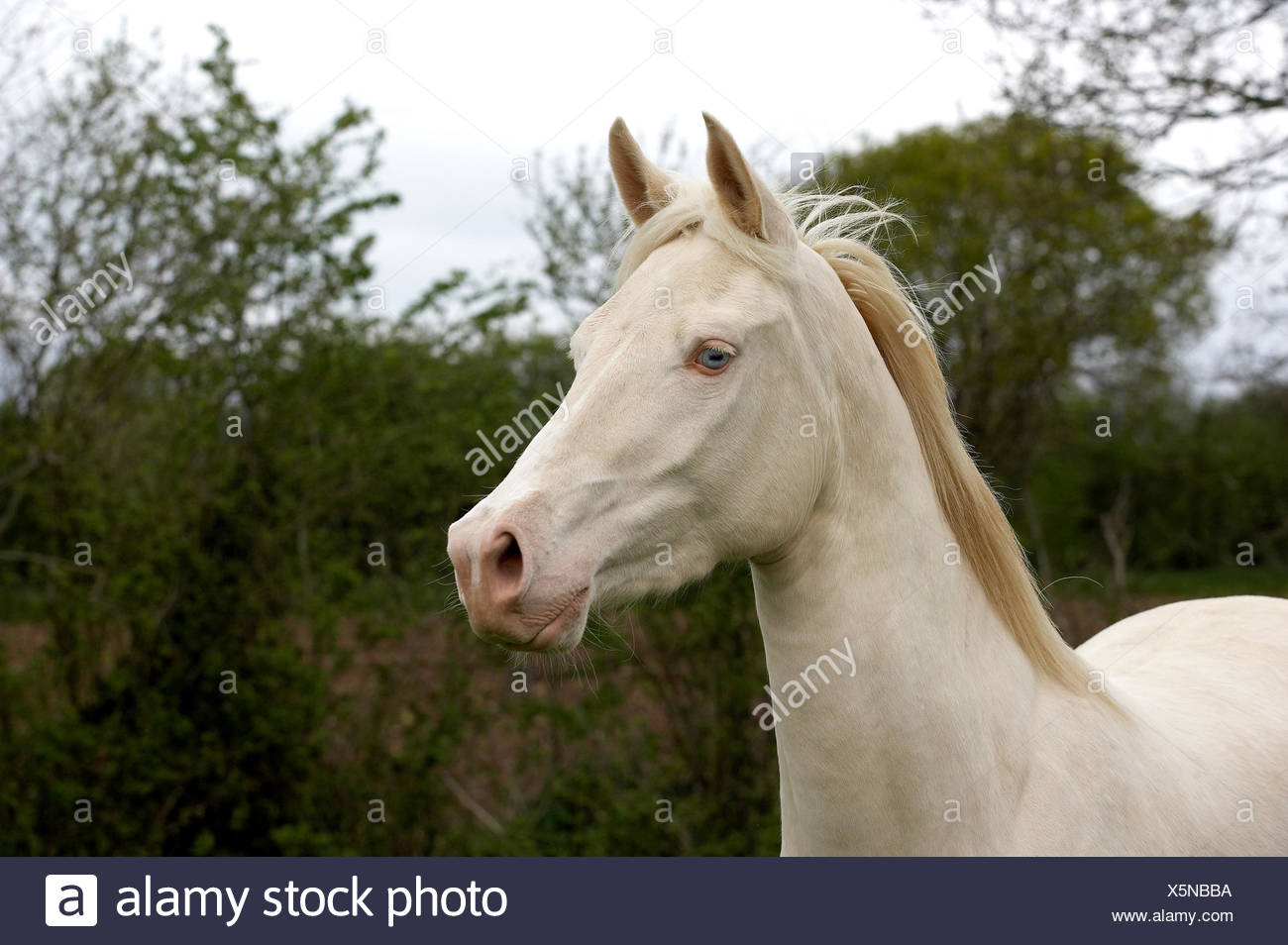 Akhal Teke Horse Of Turkmenistan High Resolution Stock Photography and ...