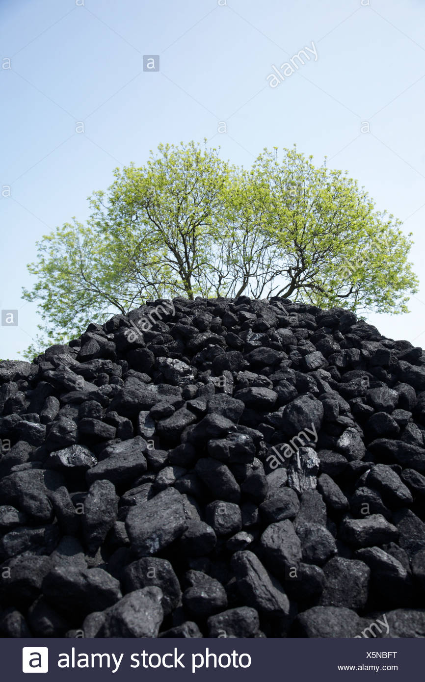 Fossil Tree High Resolution Stock Photography and Images - Alamy