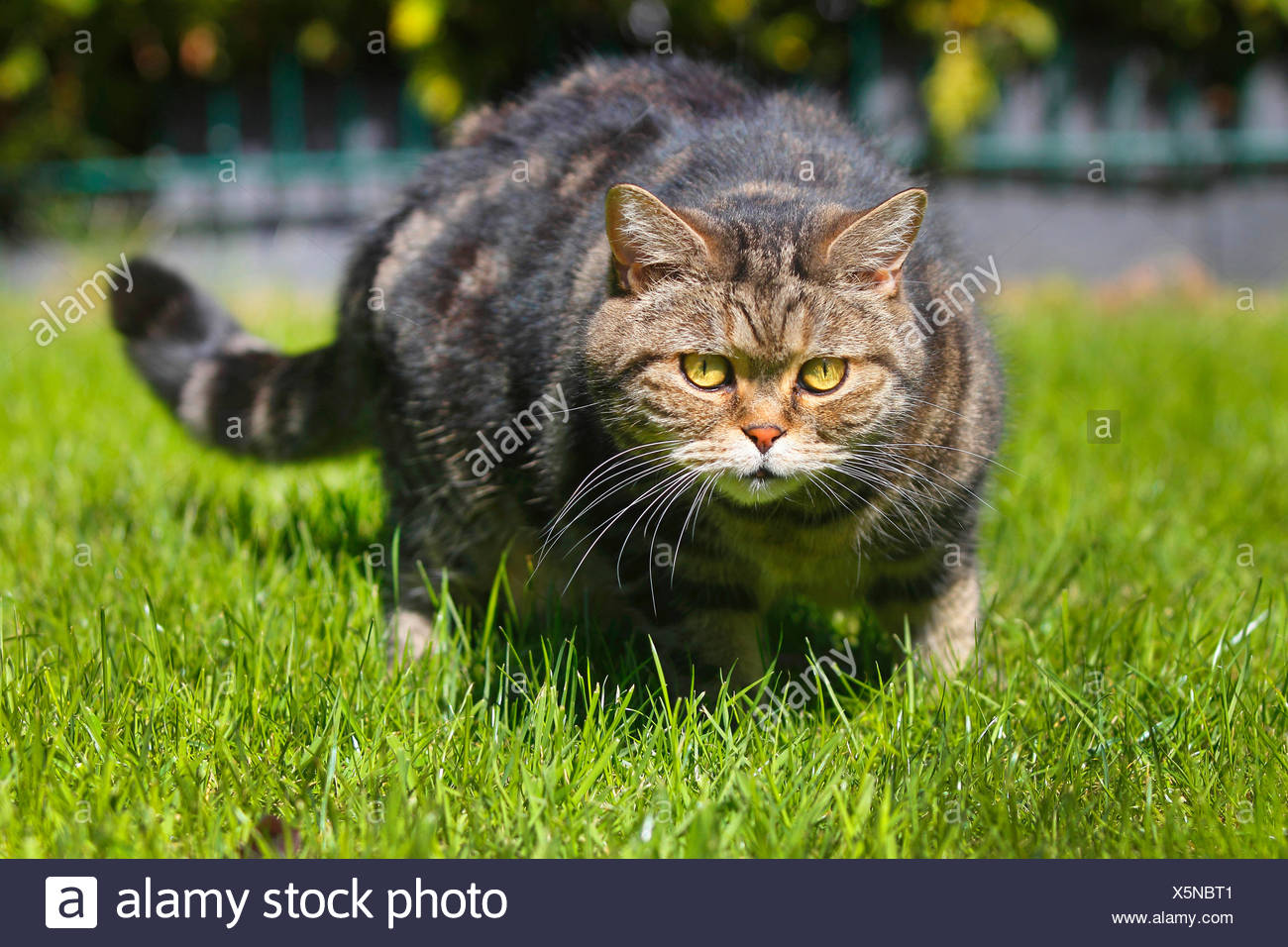 Adult Male Tabby Cat High Resolution Stock Photography and Images - Alamy
