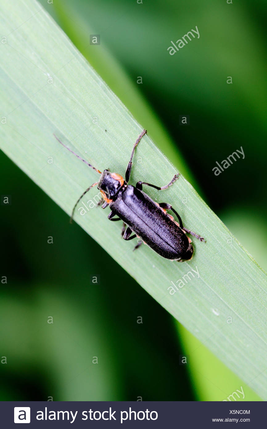 Black Soldier Beetle High Resolution Stock Photography and Images - Alamy