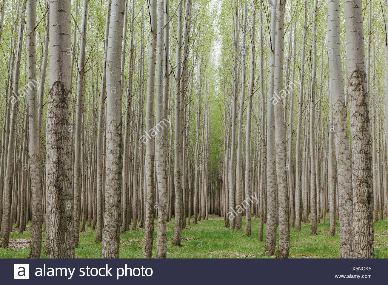 Straight Shape High Resolution Stock Photography and Images - Alamy