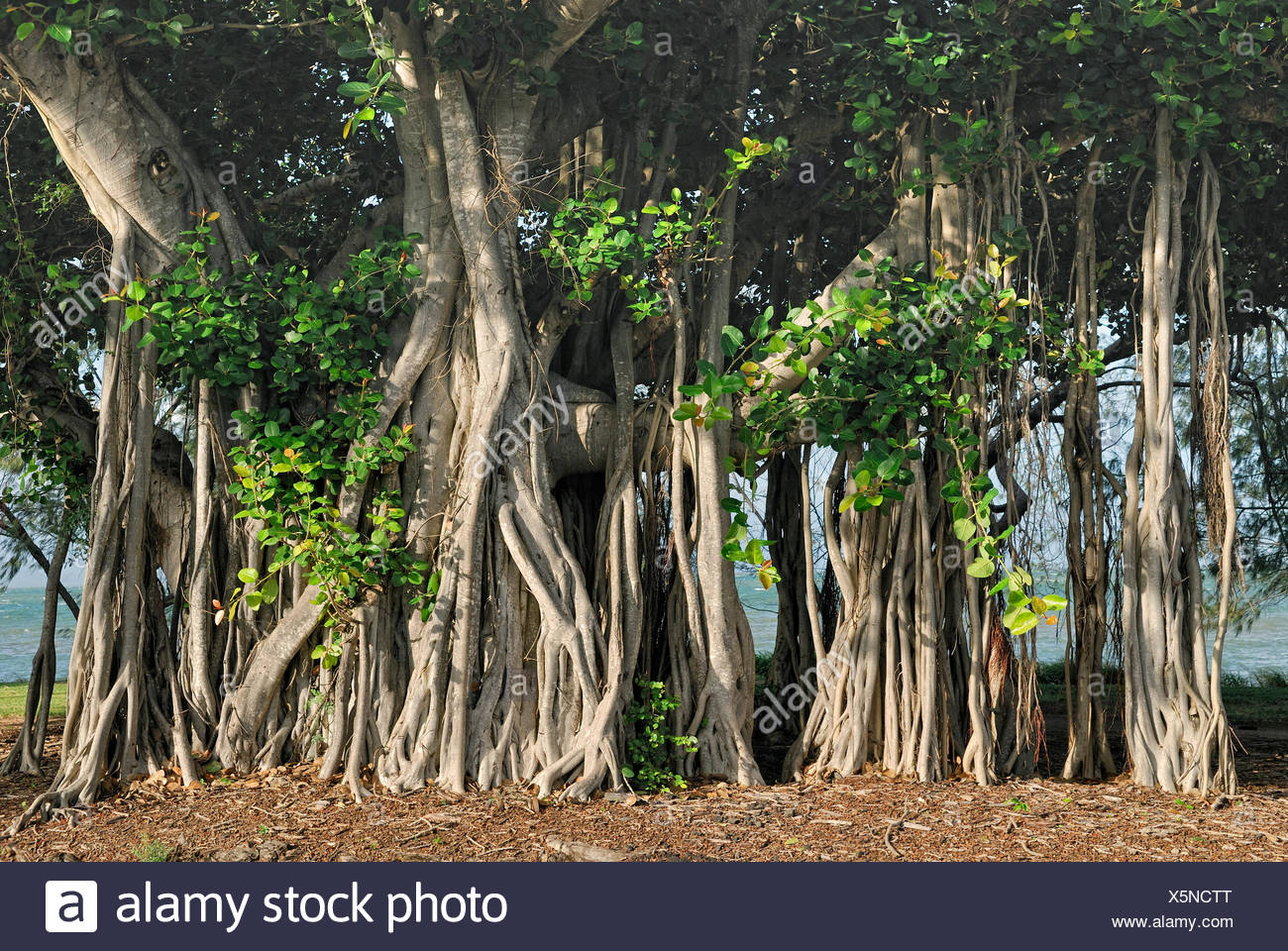 Roots Banyan Tree High Resolution Stock Photography and Images - Alamy