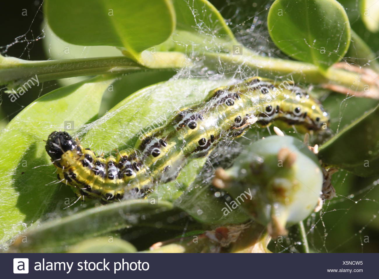 Box Moth High Resolution Stock Photography and Images - Alamy