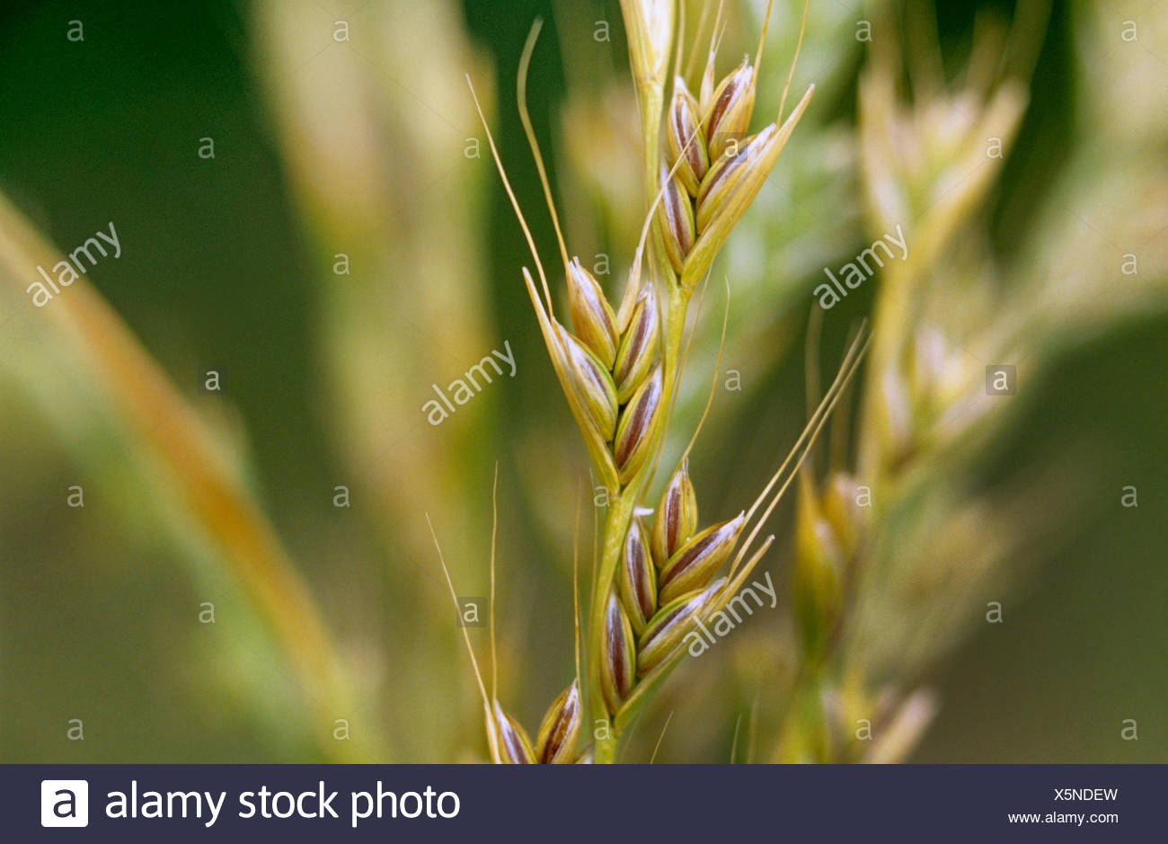 Poison Weed High Resolution Stock Photography and Images - Alamy
