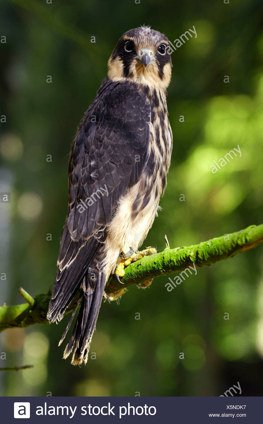 Juvenile Hobby Subbuteo High Resolution Stock Photography and Images ...