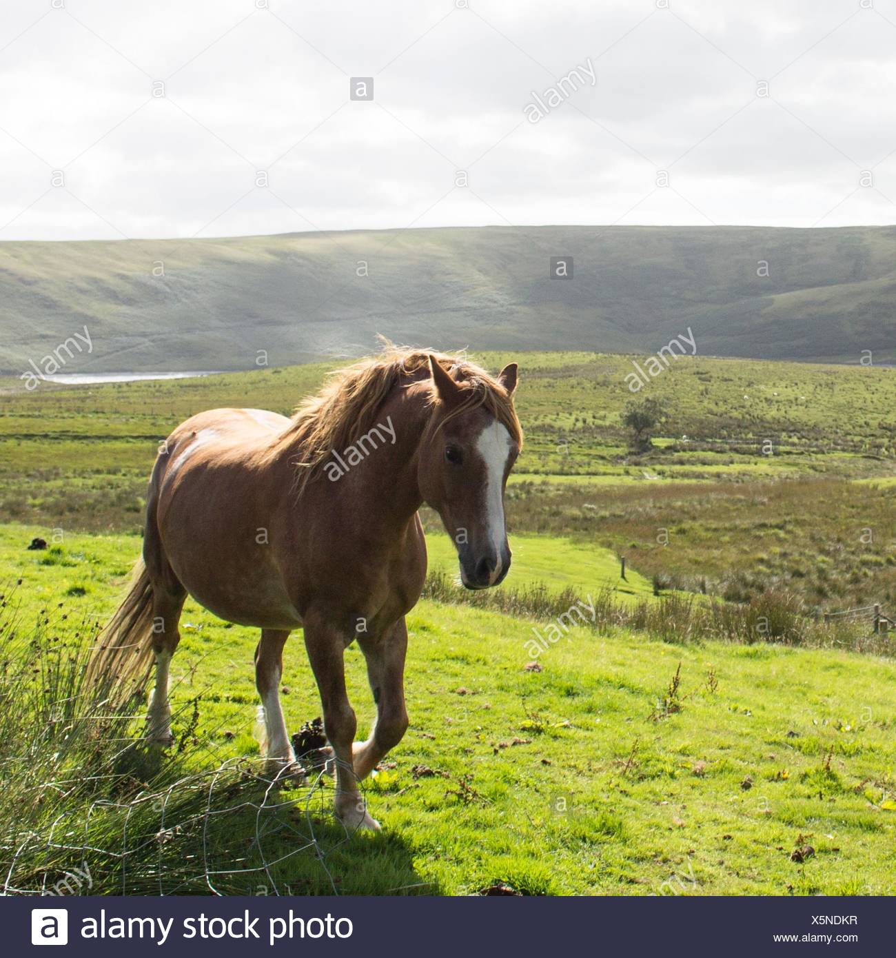 Domestic Animals In The Countryside High Resolution Stock Photography ...