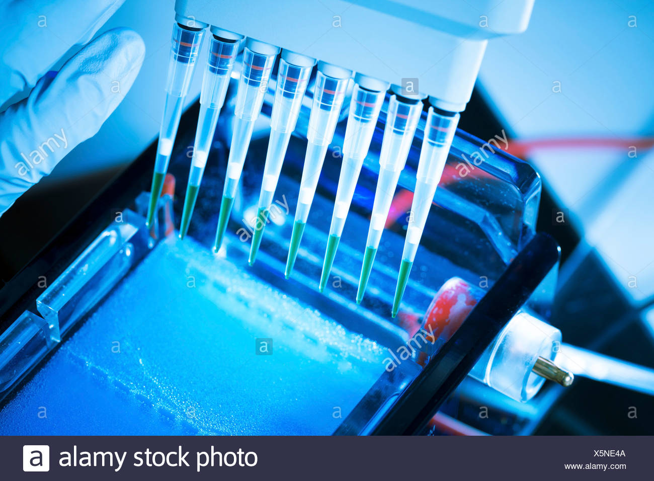 Agarose Gel Electrophoresis Stock Photos & Agarose Gel Electrophoresis ...