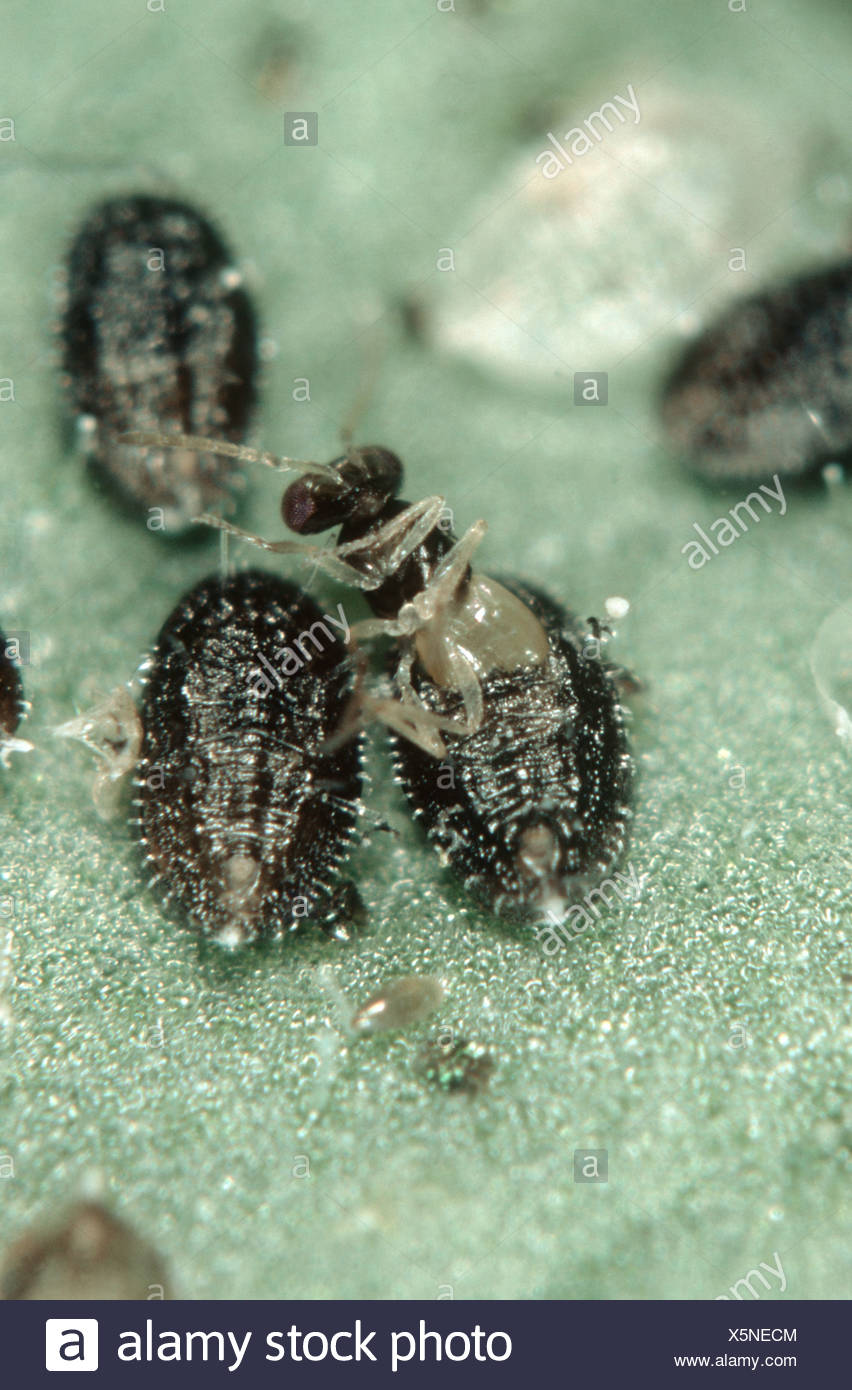 Encarsia Formosa High Resolution Stock Photography and Images - Alamy