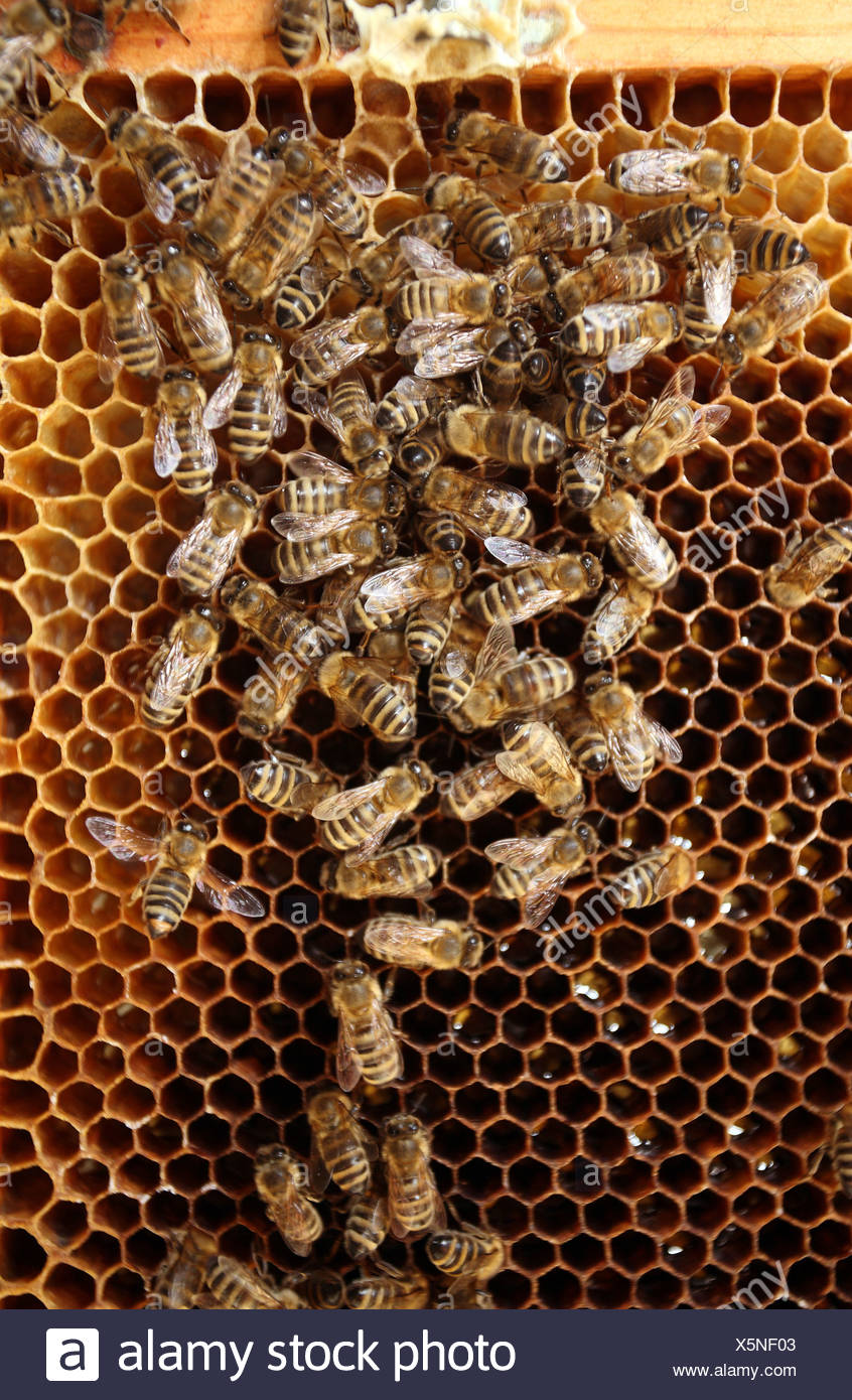 Lots Of Bees High Resolution Stock Photography and Images - Alamy