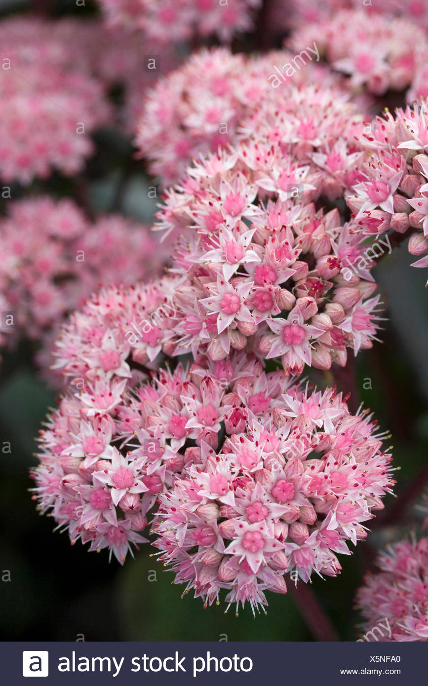 Sedum Matrona Stock Photos & Sedum Matrona Stock Images - Alamy
