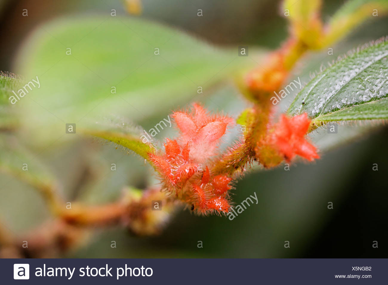 Paradrymonia Lineata High Resolution Stock Photography and Images - Alamy