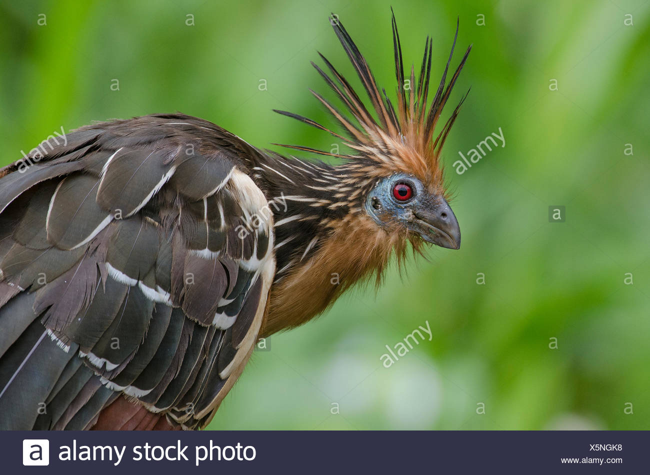 Hoatzin Stock Photos & Hoatzin Stock Images - Alamy