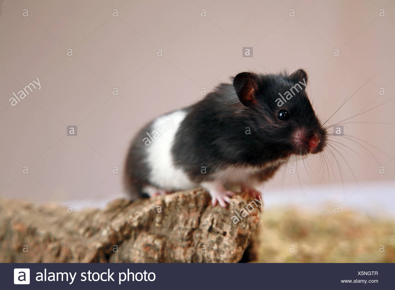 Mesocricetus Auratus Not Golden Hamster High Resolution Stock ...