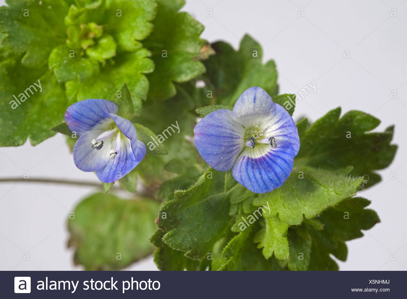 Veronica Leaves High Resolution Stock Photography and Images - Alamy
