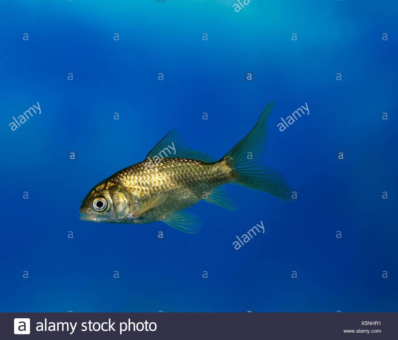 Crucian Carp Stock Photos & Crucian Carp Stock Images - Alamy