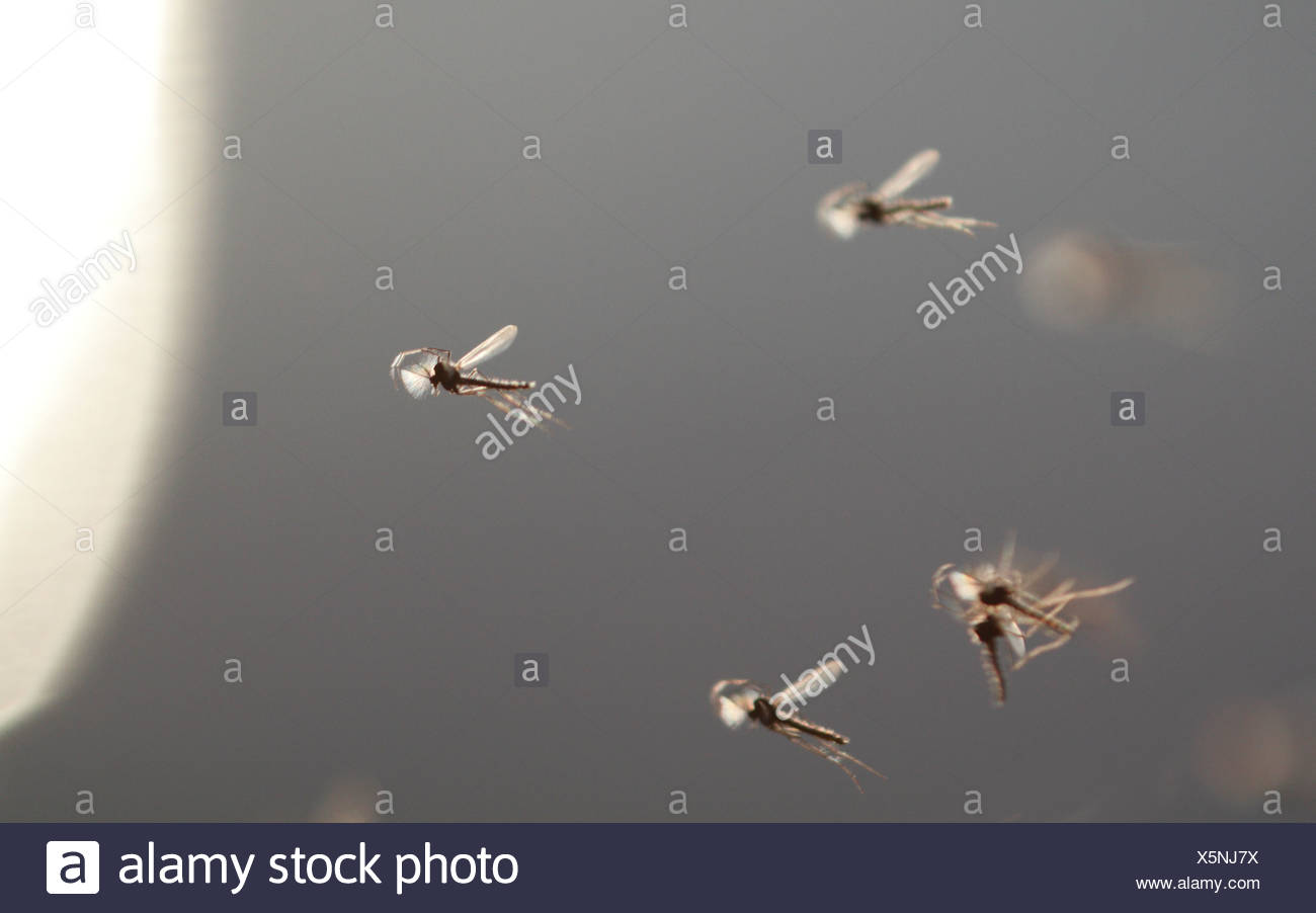 Midges High Resolution Stock Photography and Images - Alamy
