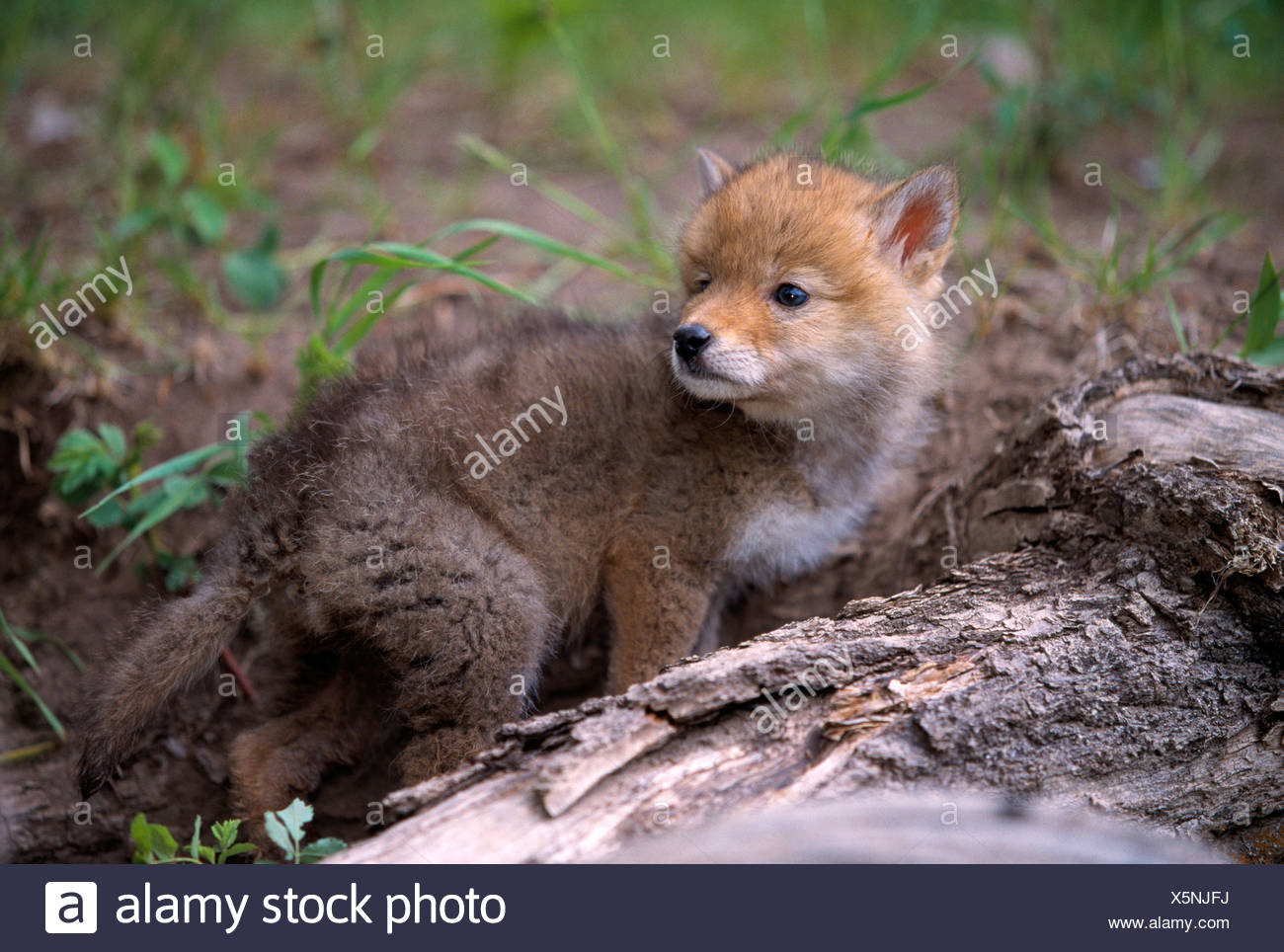 Coyote Pup High Resolution Stock Photography and Images - Alamy