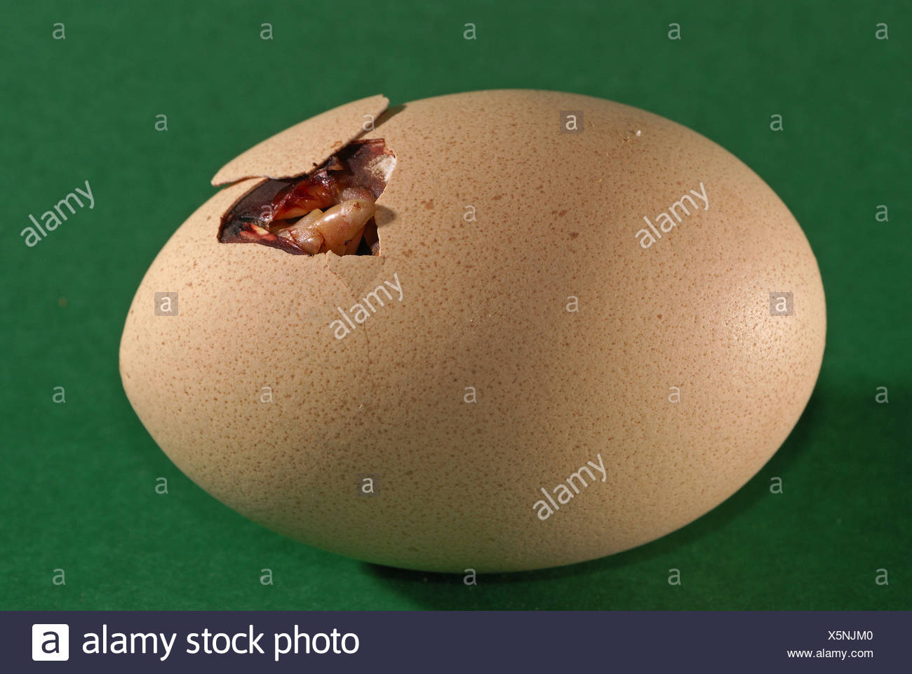 Hatching Chicken High Resolution Stock Photography and Images - Alamy