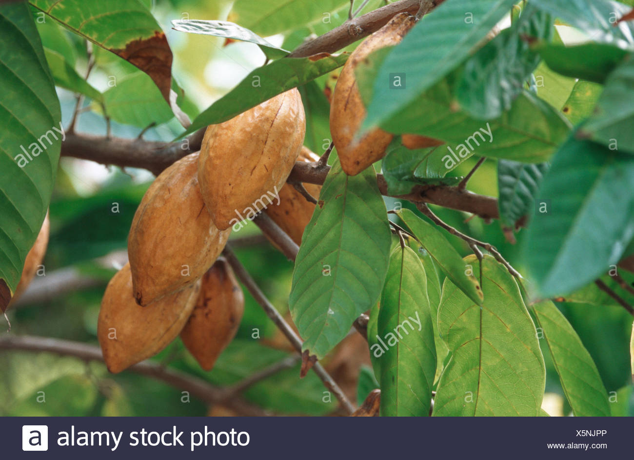 Cauliflory Tree High Resolution Stock Photography and Images - Alamy