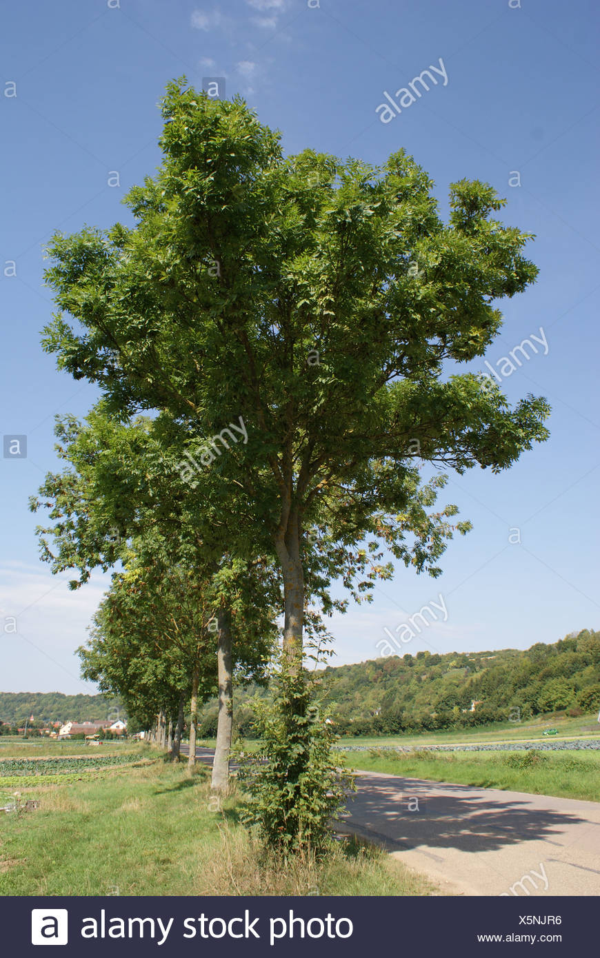 Ash Tree High Resolution Stock Photography and Images - Alamy