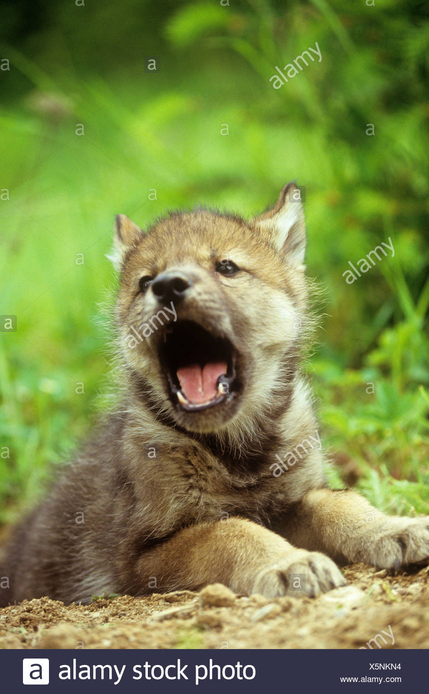 Eastern Timber Wolf Stock Photos & Eastern Timber Wolf Stock Images - Alamy