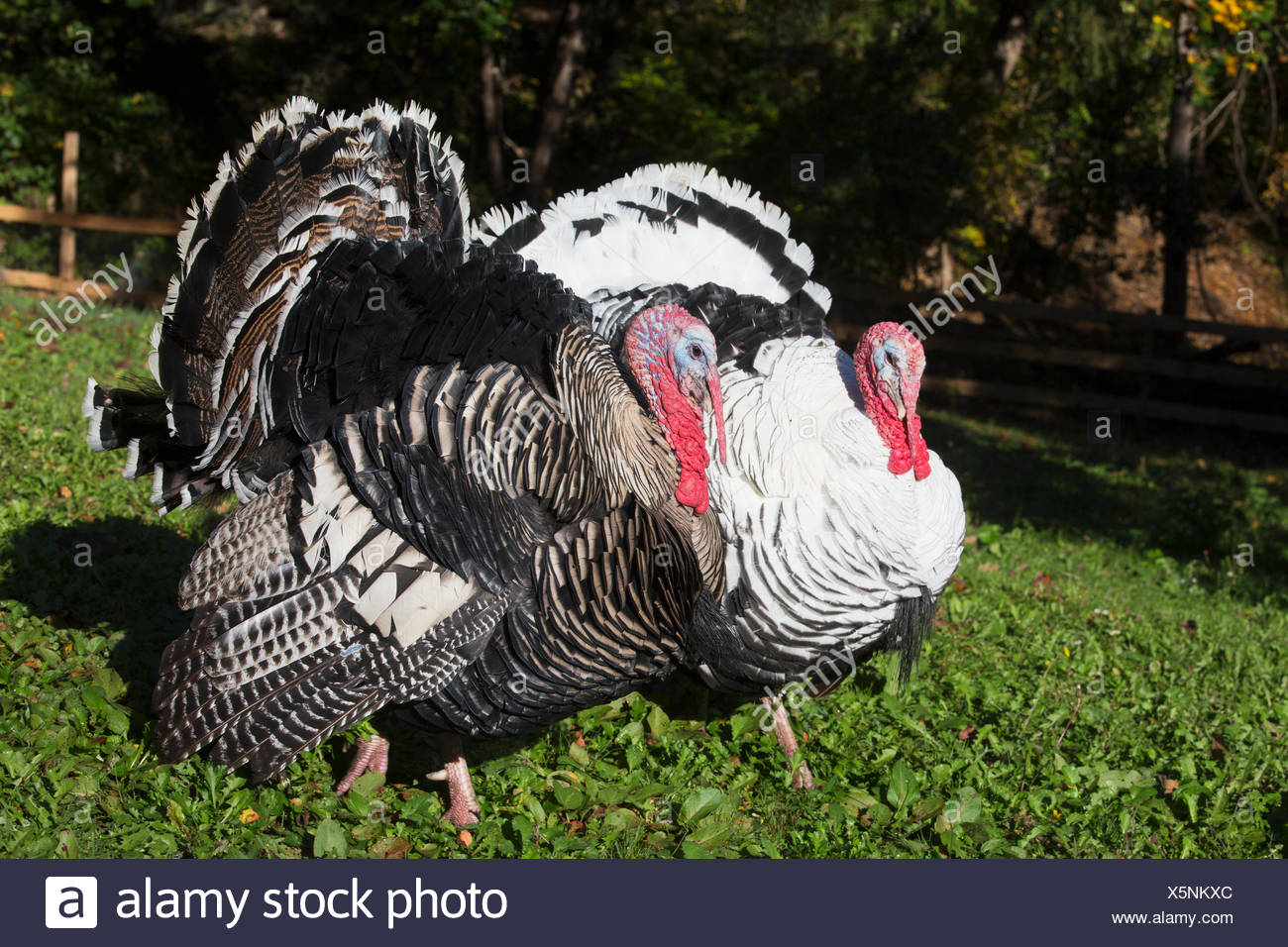 Narragansett Turkey Stock Photos & Narragansett Turkey Stock Images - Alamy