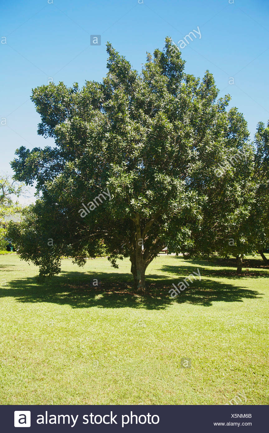 Maca Tree High Resolution Stock Photography and Images - Alamy