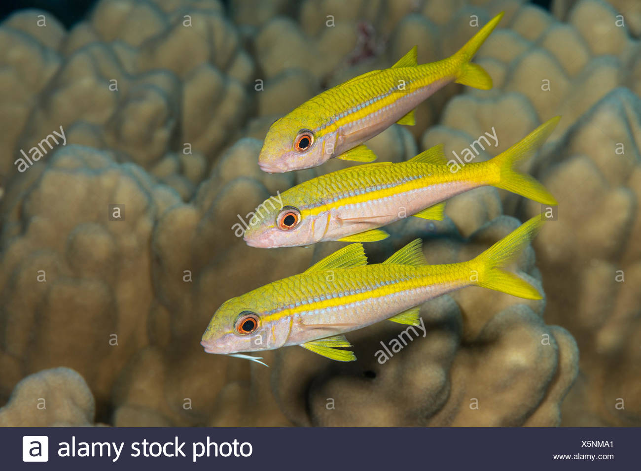 Red Mullets High Resolution Stock Photography and Images - Alamy