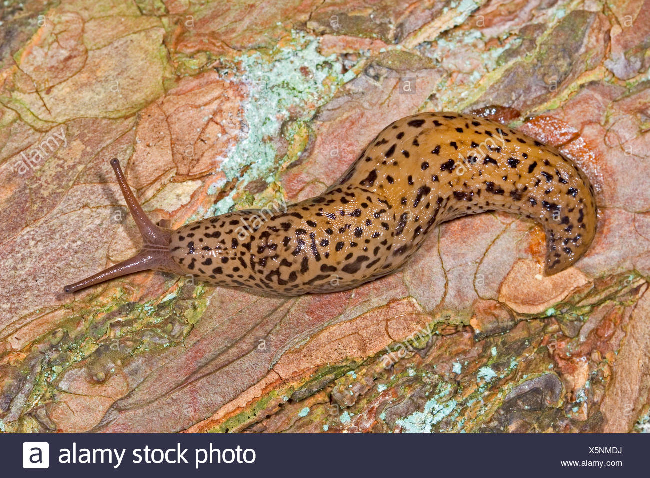 Great Grey Slug High Resolution Stock Photography and Images - Alamy