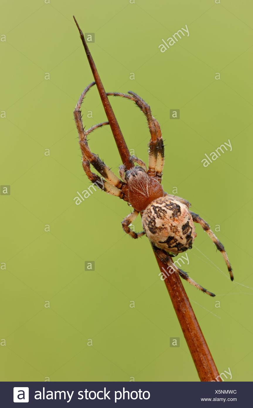 Furrow Spider High Resolution Stock Photography and Images - Alamy