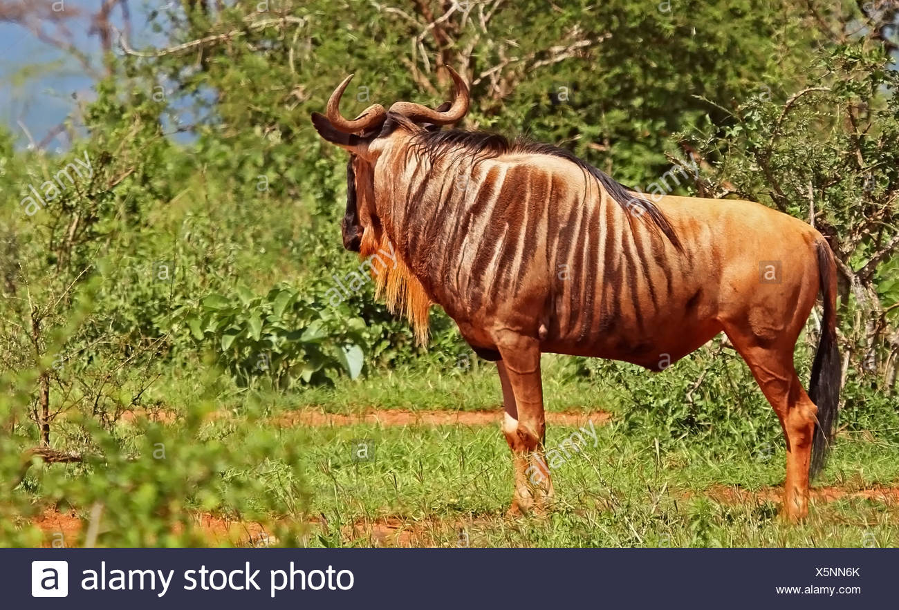 Streifengnus High Resolution Stock Photography and Images - Alamy