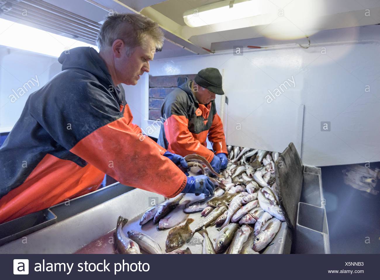 Man With Fish Head High Resolution Stock Photography and Images - Alamy
