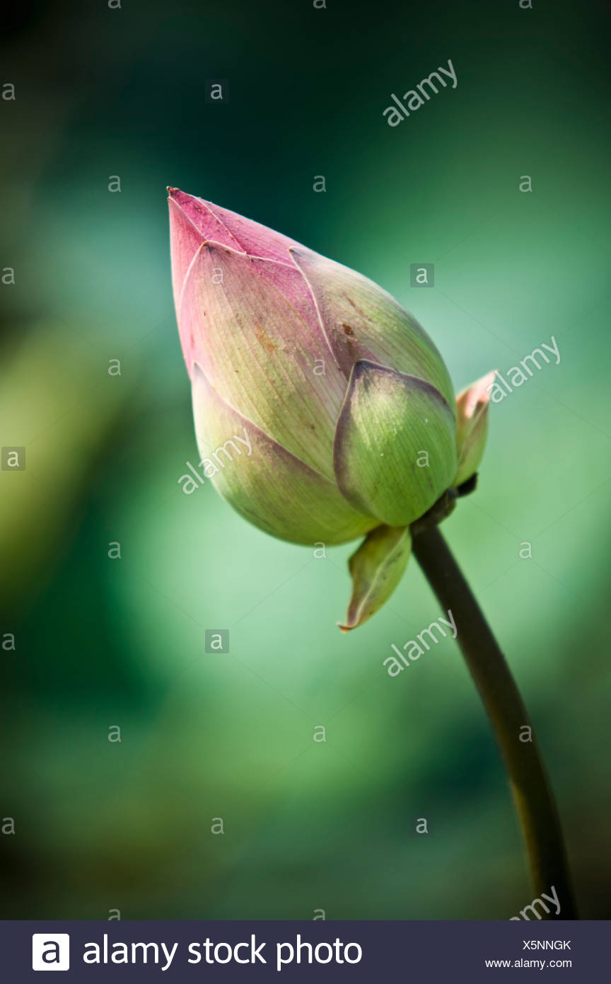 Padma Or Lotus Flower High Resolution Stock Photography and Images - Alamy
