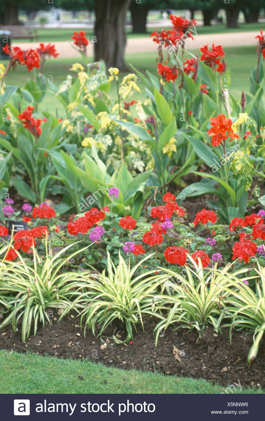 Red Spider Lilies High Resolution Stock Photography and Images - Alamy
