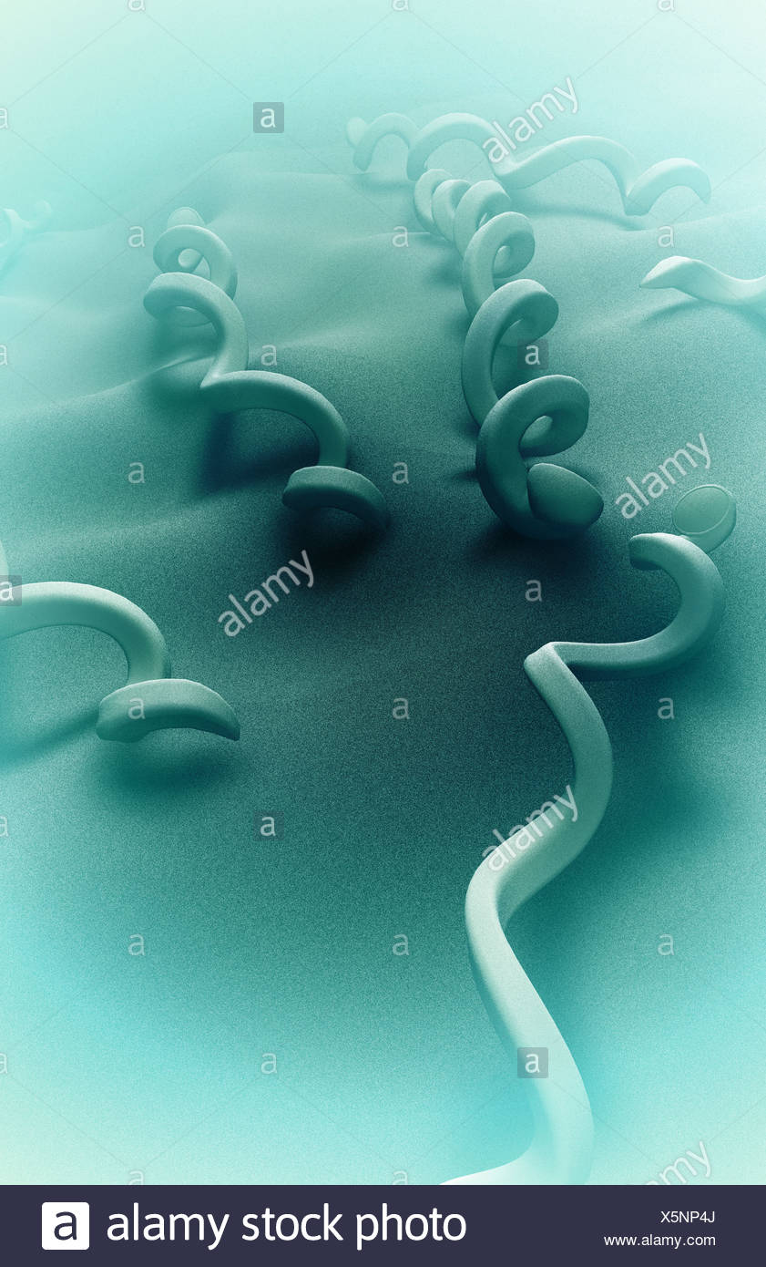 Treponema Pallidum Bacteria High Resolution Stock Photography and ...